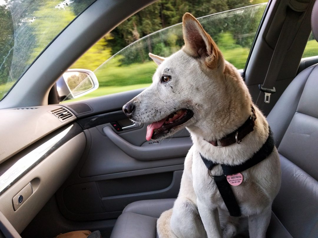 Hund bei Hitze im Auto - Erste Hilfe bei Hitzeschlag für den Hund Hund bei Hitze im Auto - Erste Hilfe bei Hitzeschlag für den Hund